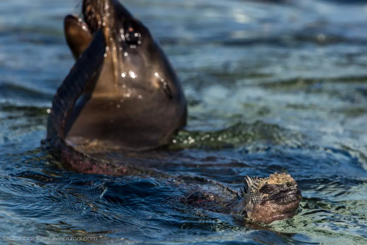 Galapagos, Espanyola Island í Linsu Dmitry Balakirev 6450_2