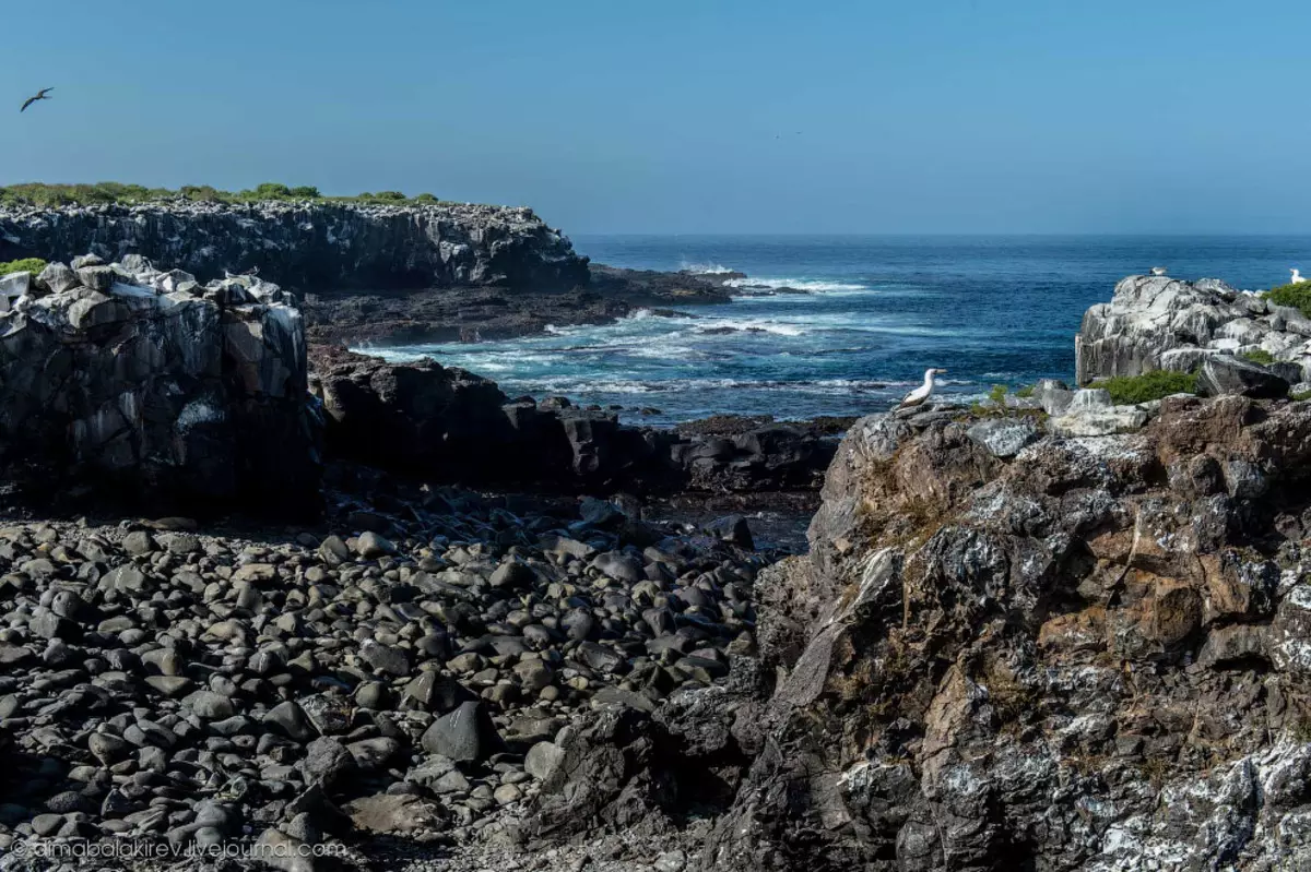 Galapagos, Espanyola Island nyob rau hauv Lens Dmitry Balakirev 6450_20