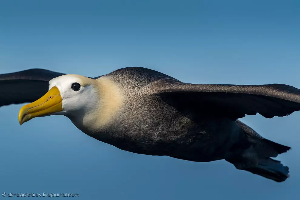 Galapagos. Espanyola Island.