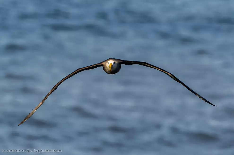 Galapagos. Espanyola Island.