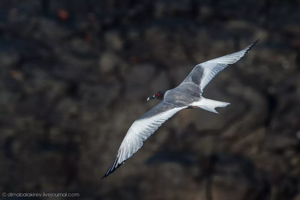 Galapagos. Espanyola Island.