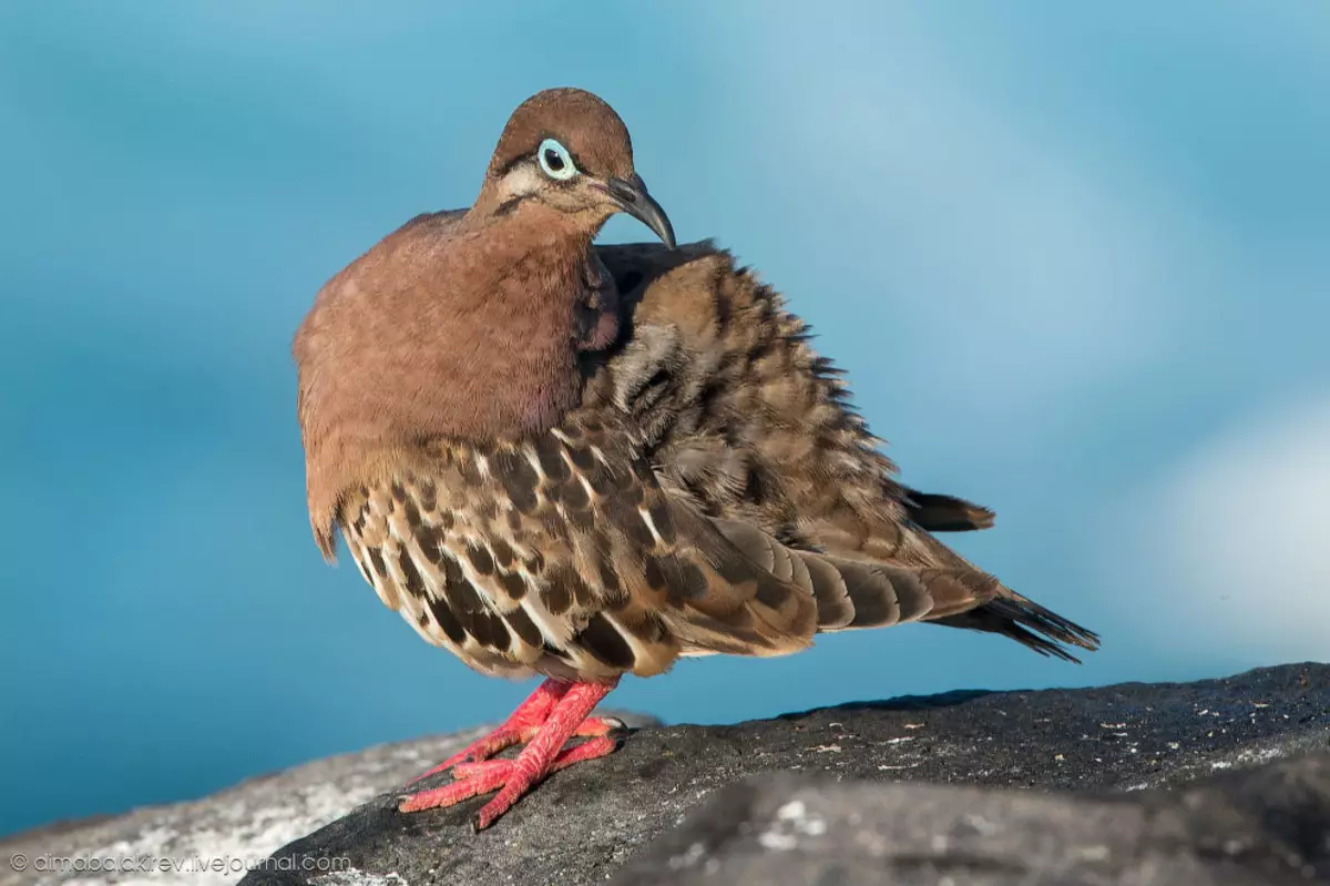 Galapagos. Espanyola Island.