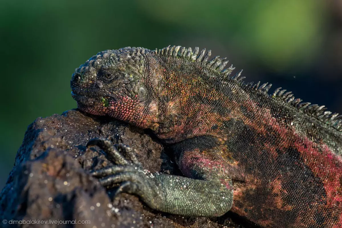 Galapagos, Espanyola Island