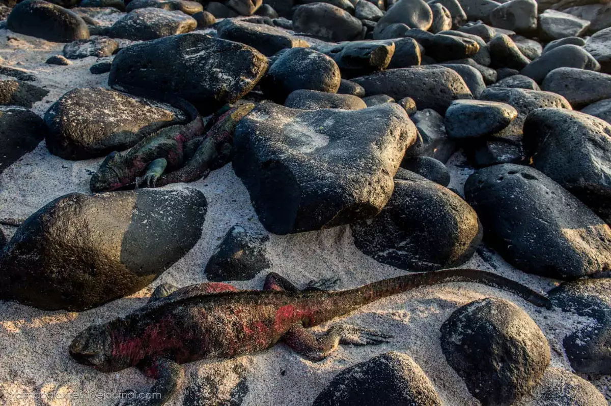 Galapagos, Espanyola Island sa Lens Dmitry Balaakirev 6450_4