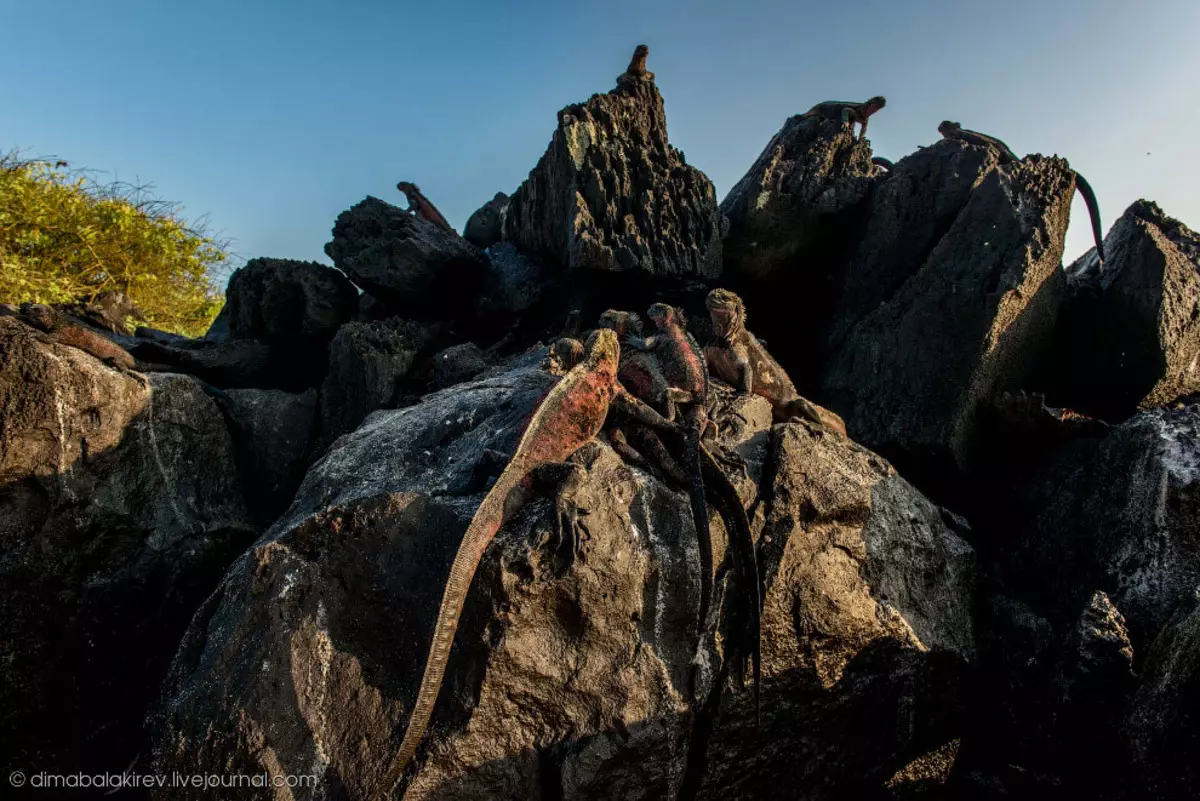 Galapagos, Espanyola Island nyob rau hauv Lens Dmitry Balakirev 6450_5