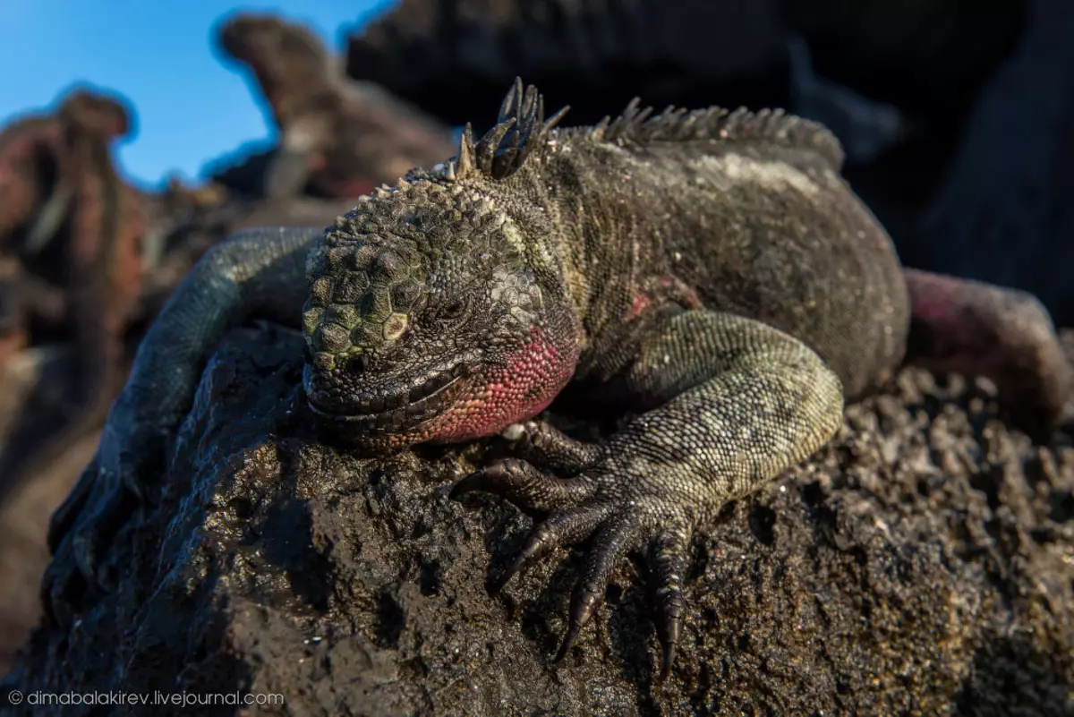 Galapagos, Espanyola Island nyob rau hauv Lens Dmitry Balakirev 6450_6