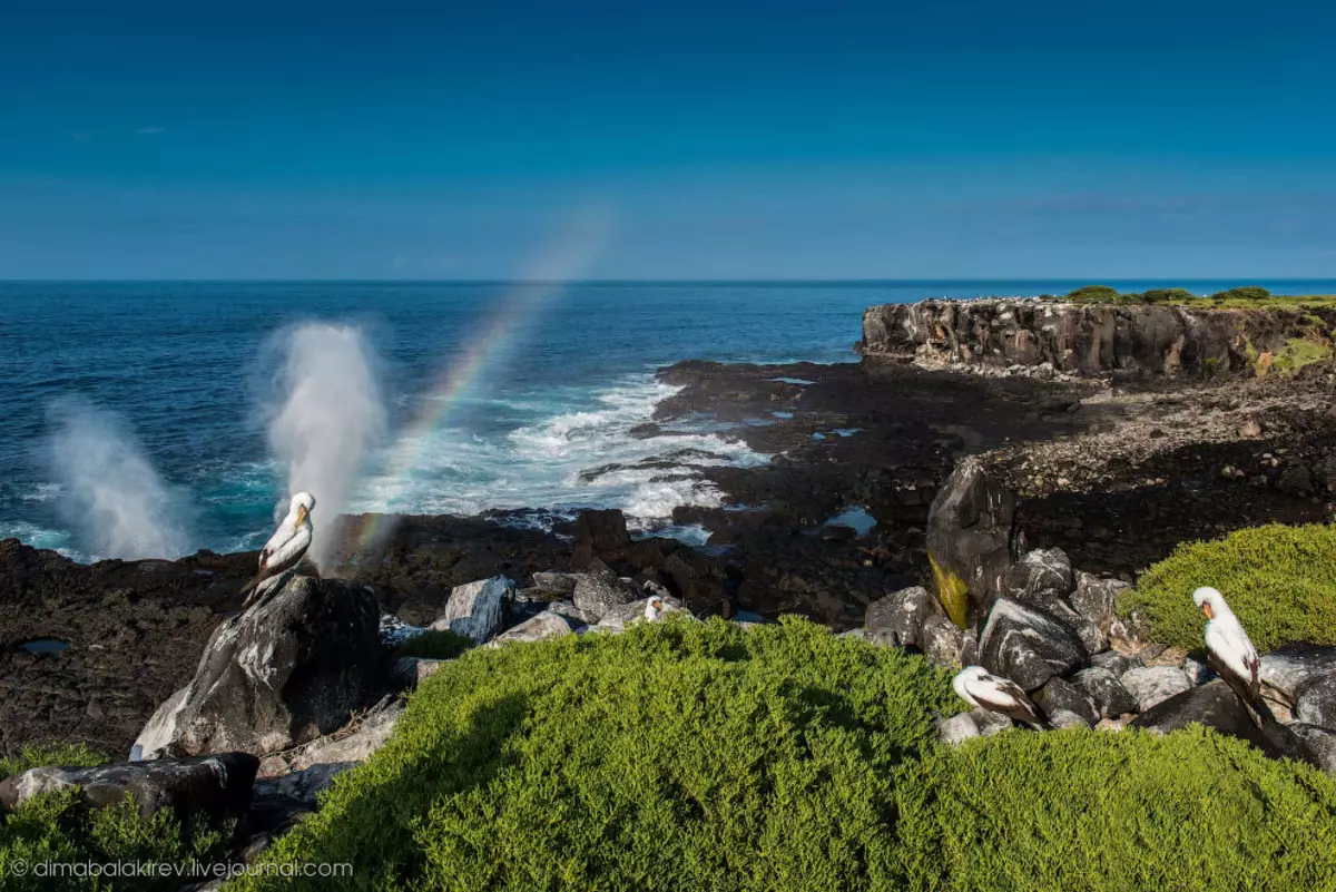 Galapagos, Espanyola Island í Linsu Dmitry Balakirev 6450_7