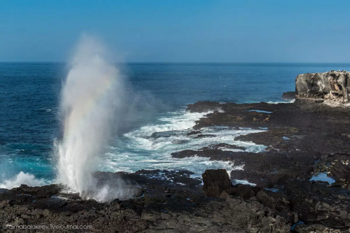 Galapagos, Espanyola Island í Linsu Dmitry Balakirev 6450_8