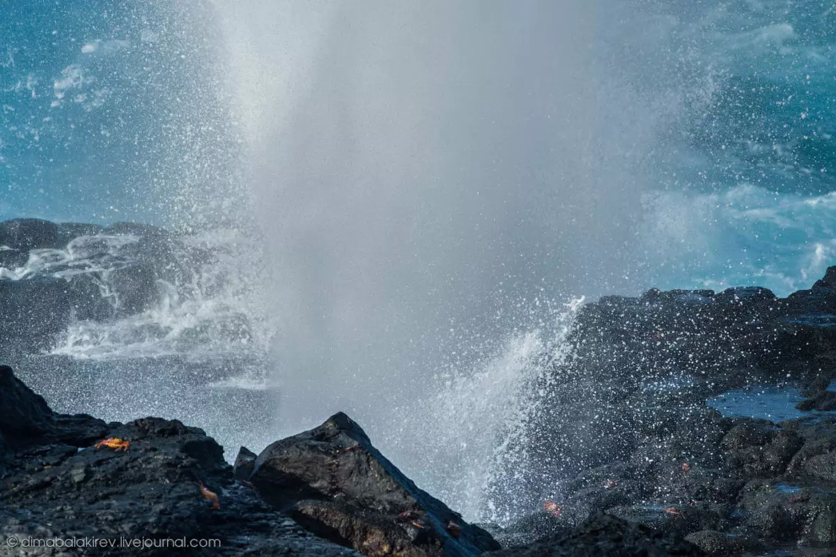 Galapagos, Espanyola Island í Linsu Dmitry Balakirev 6450_9