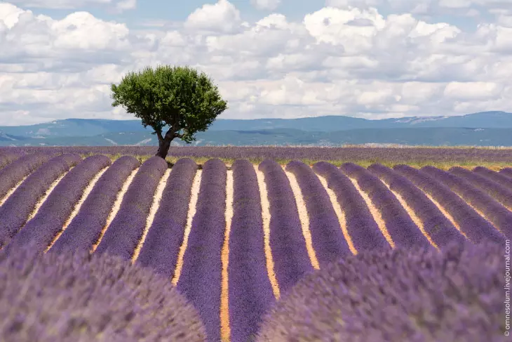 Lavender Fields - Mukjizat alami Perancis. Fotografer Kirill Tsytsura. 6538_1