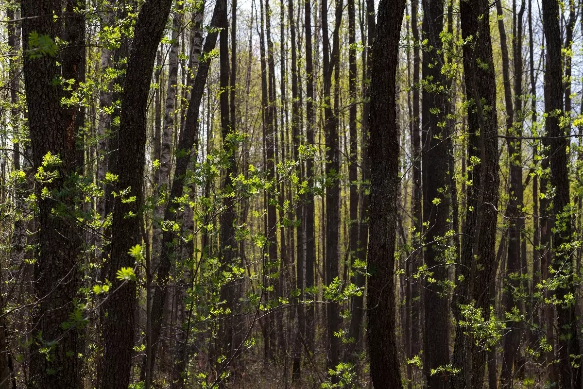 Polistovskaya Frühling: Fotograf Ekaterina Vasyagin 6598_1