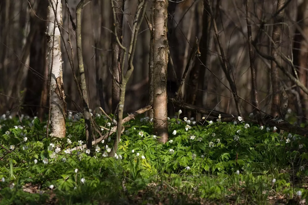 Polistovswaya Fréijoer: Fotograf Ekaterina Vasyagin 6598_12