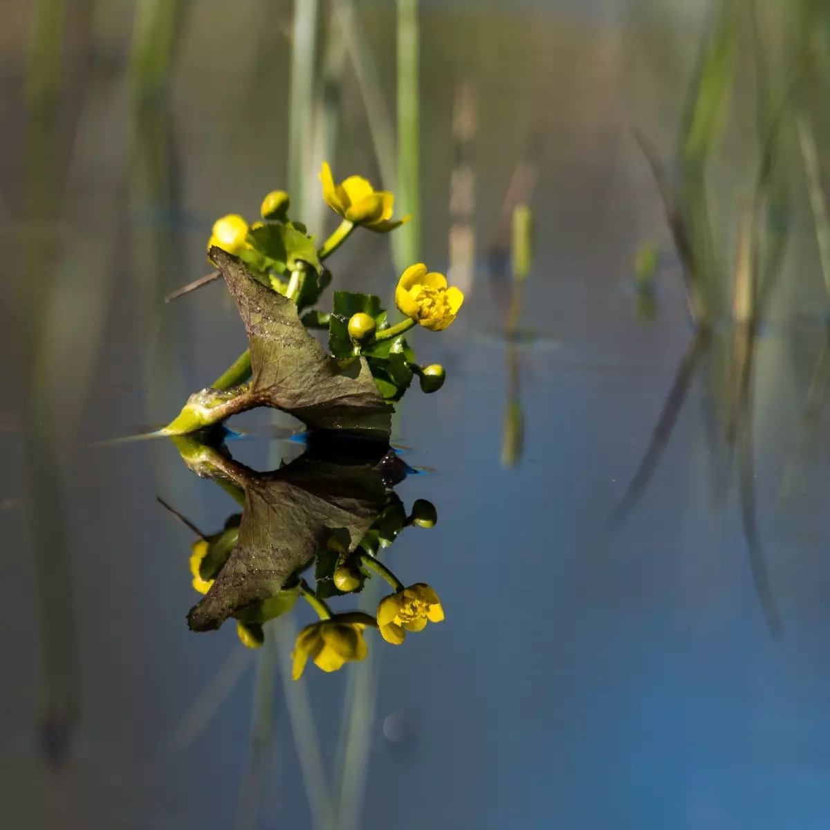 Posistovskaya Spring: Photographer EKALarana vasygin 6598_13