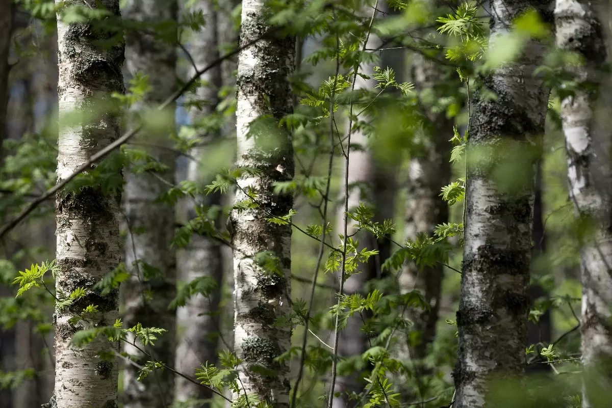 Posistovskaya Spring: Photographer EKALarana vasygin 6598_2