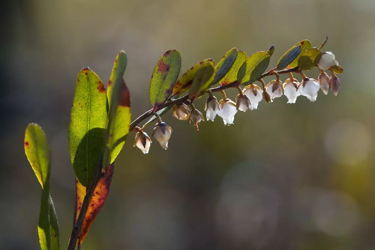 Polistovskaya Frühling: Fotograf Ekaterina Vasyagin 6598_7