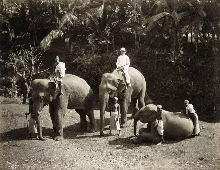 Sri Lanka da década de 1880: Raros Fotos de Patrick Montgomery (Patrick Montgomery) 6602_10