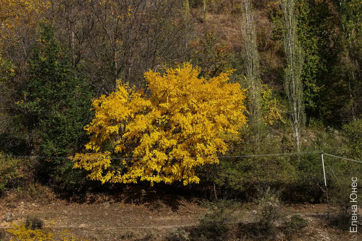 Mountain Sai: herfst fotoreis naar Oezbekistan Elena Unes 6702_15