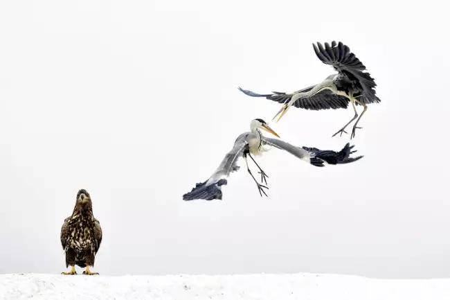 Efst af bestu National Geographic Nature Ljósmyndari 2017 6852_11