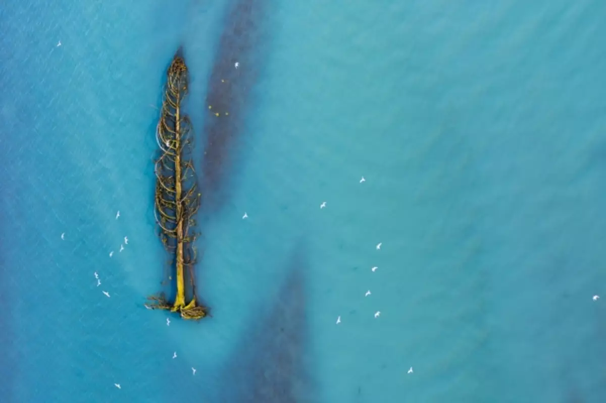 Inizio del miglior fotografo di natura geografica nazionale 2017 6852_15