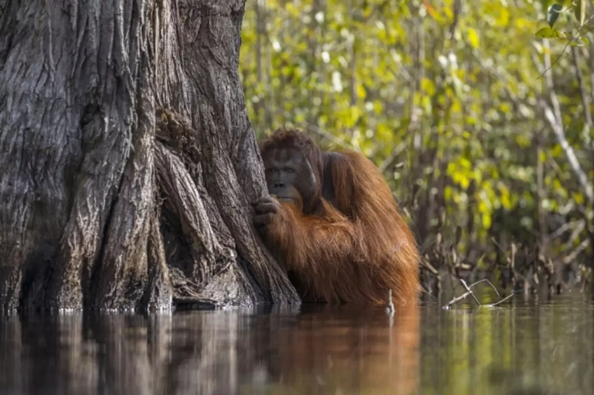 Juu ya Bora ya National Geographic Nature Phoographer 2017. 6852_18