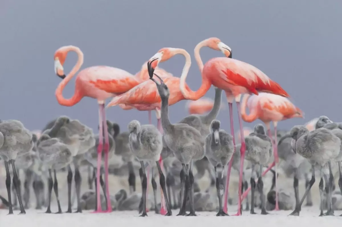 Inizio del miglior fotografo di natura geografica nazionale 2017 6852_3