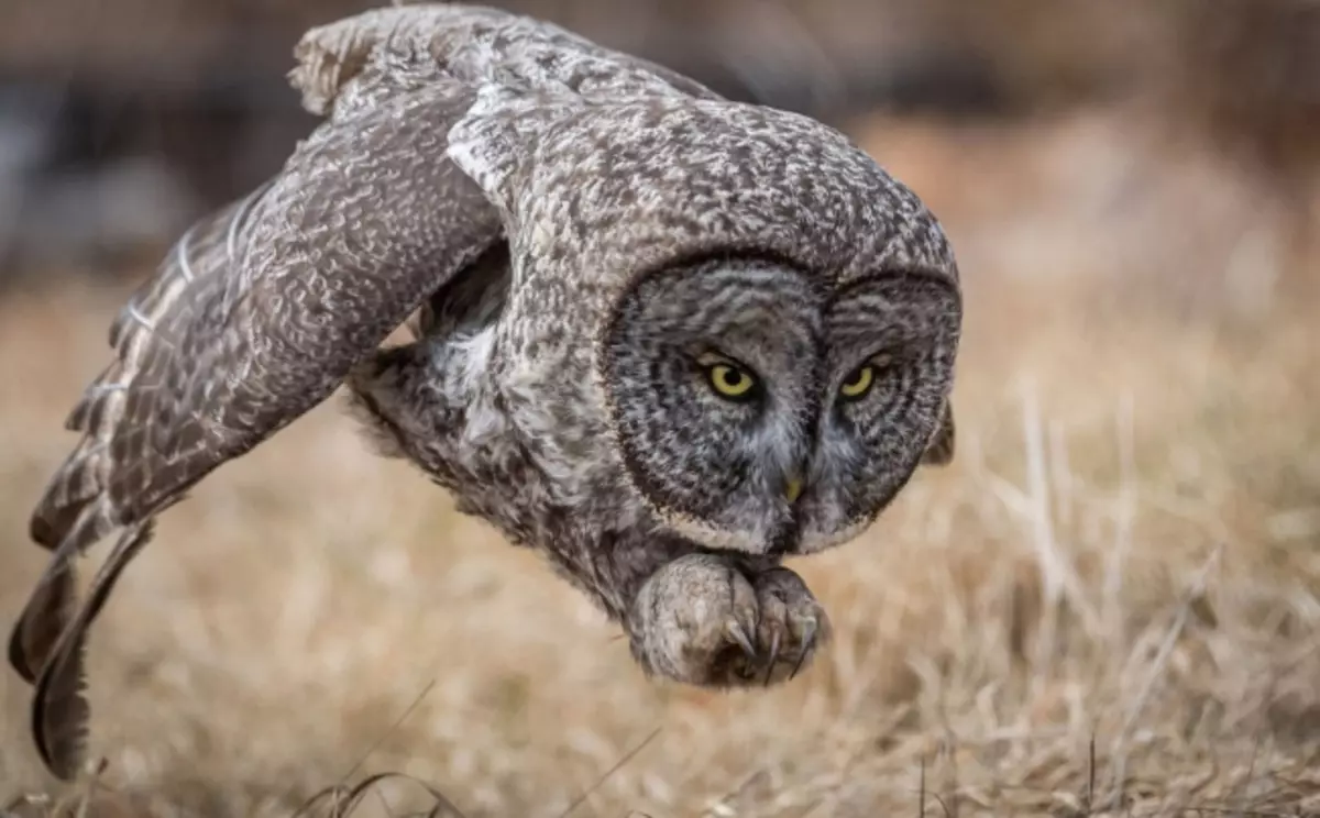 Inizio del miglior fotografo di natura geografica nazionale 2017 6852_6