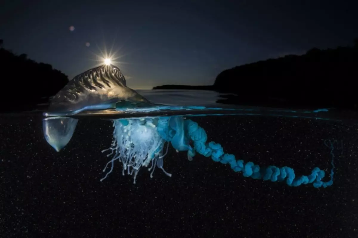 Efst af bestu National Geographic Nature Ljósmyndari 2017 6852_9