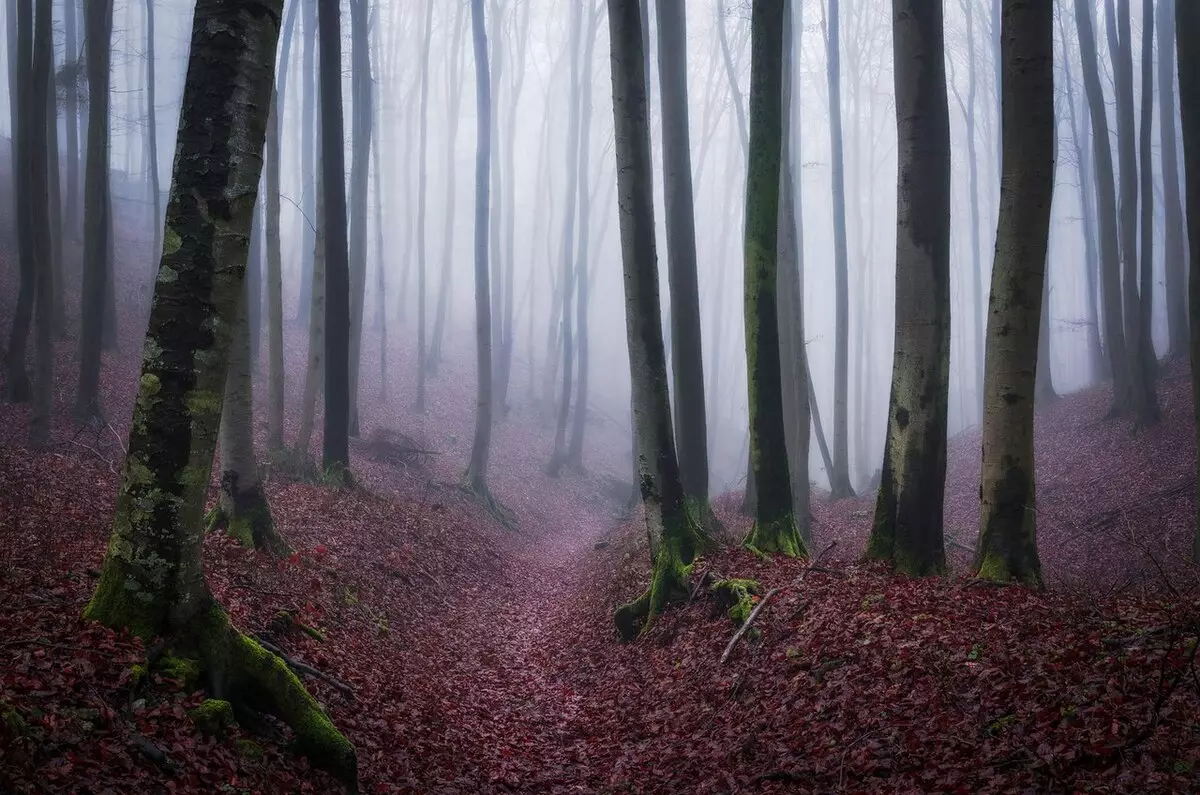 Natureza pensativa nas fotos Haiko Gerlicher Saer (Heiko Gerlicher) 6915_1