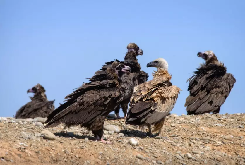 Die wêreld van wildlewe van Kalmykia! Reserve 