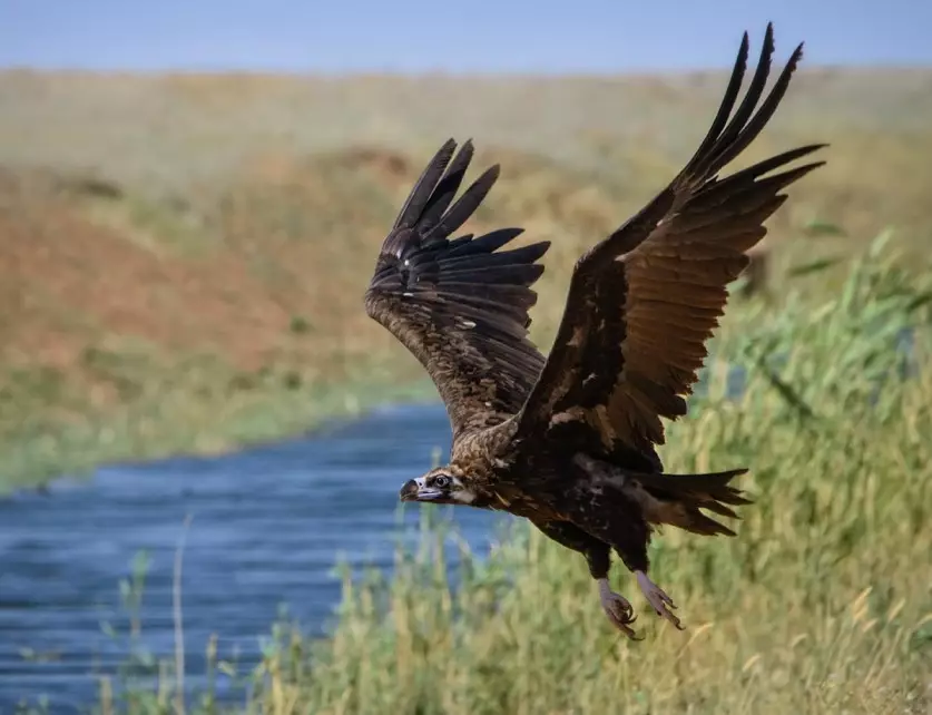 De wereld van het wild van Kalmykia! Reserve 