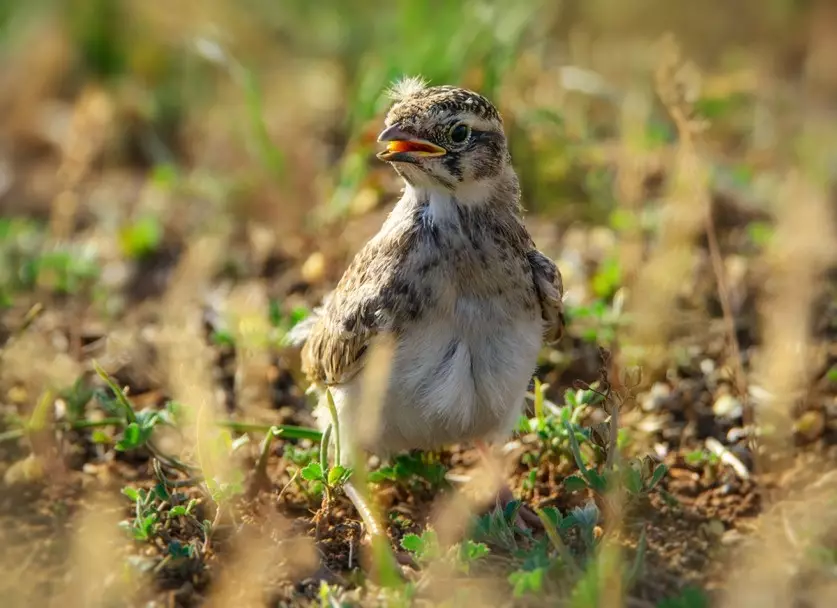 De wereld van het wild van Kalmykia! Reserve 