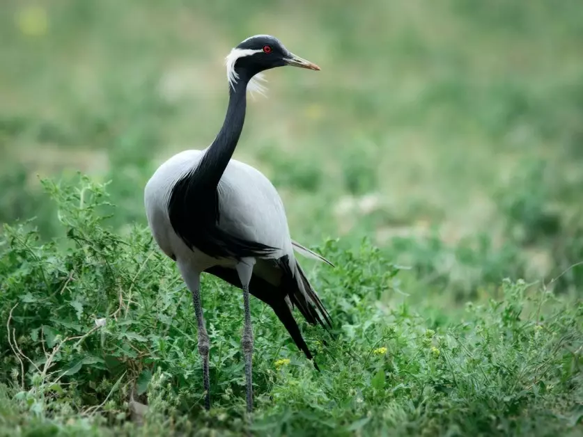 Die wêreld van wildlewe van Kalmykia! Reserve 