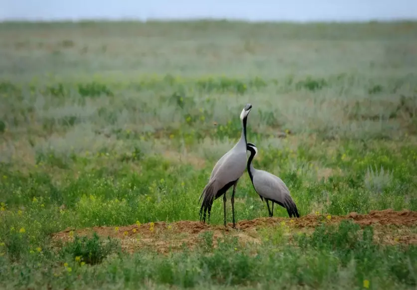 De wereld van het wild van Kalmykia! Reserve 