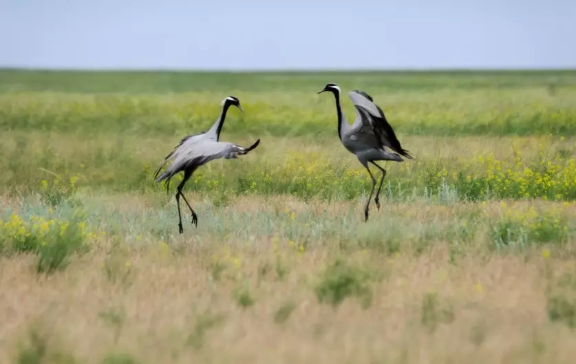 De wereld van het wild van Kalmykia! Reserve 