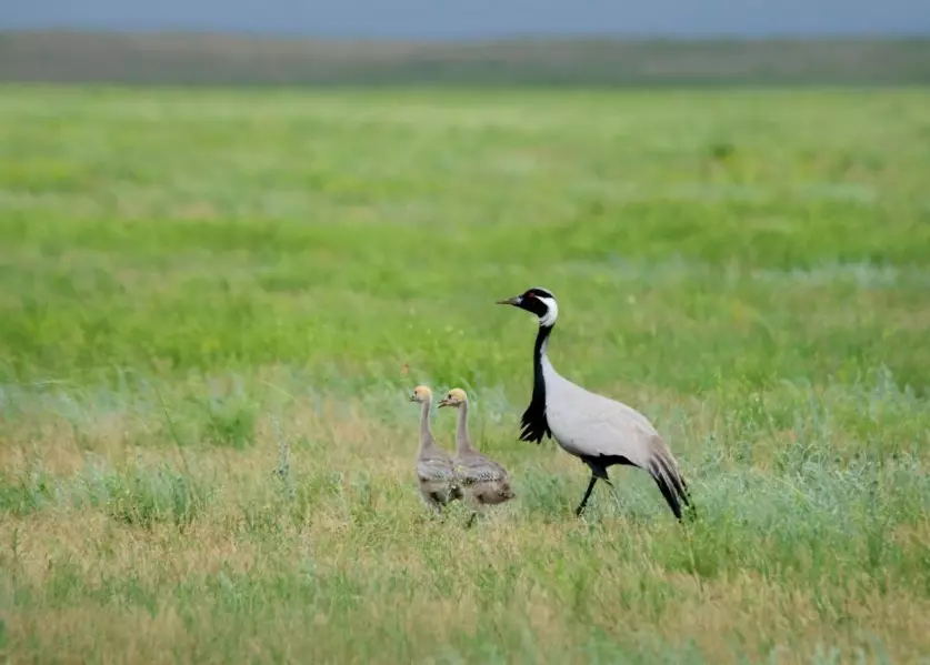 De wereld van het wild van Kalmykia! Reserve 