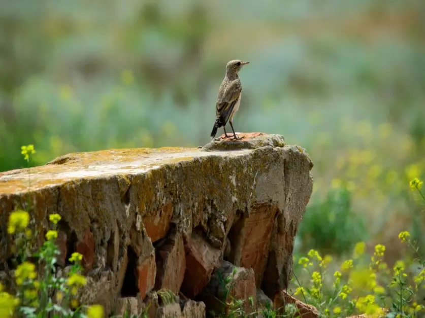 Die wêreld van wildlewe van Kalmykia! Reserve 