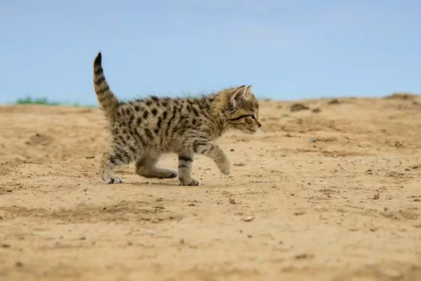 De wereld van het wild van Kalmykia! Reserve 