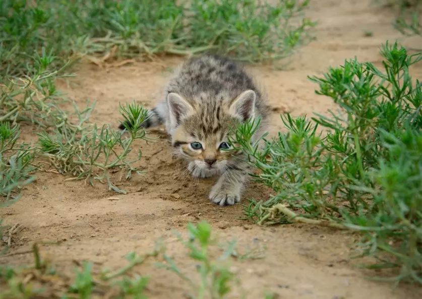 Die wêreld van wildlewe van Kalmykia! Reserve 