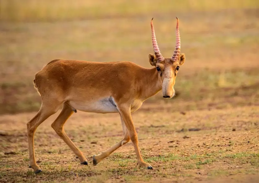 Die wêreld van wildlewe van Kalmykia! Reserve 