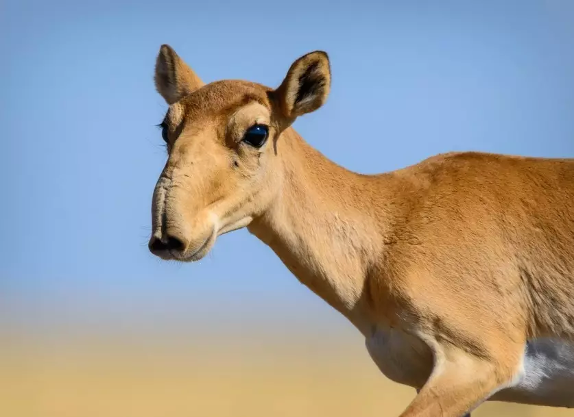 De wereld van het wild van Kalmykia! Reserve 