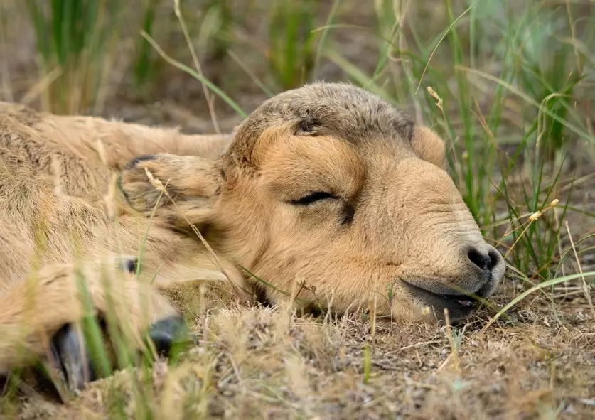 De wereld van het wild van Kalmykia! Reserve 