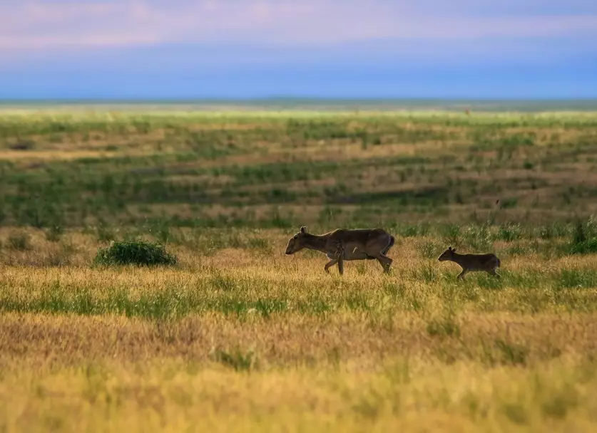 De wereld van het wild van Kalmykia! Reserve 