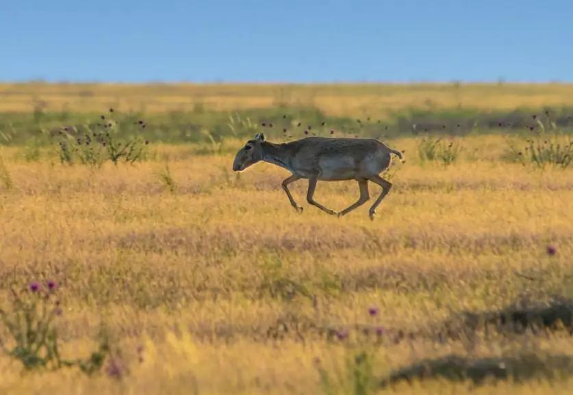 De wereld van het wild van Kalmykia! Reserve 