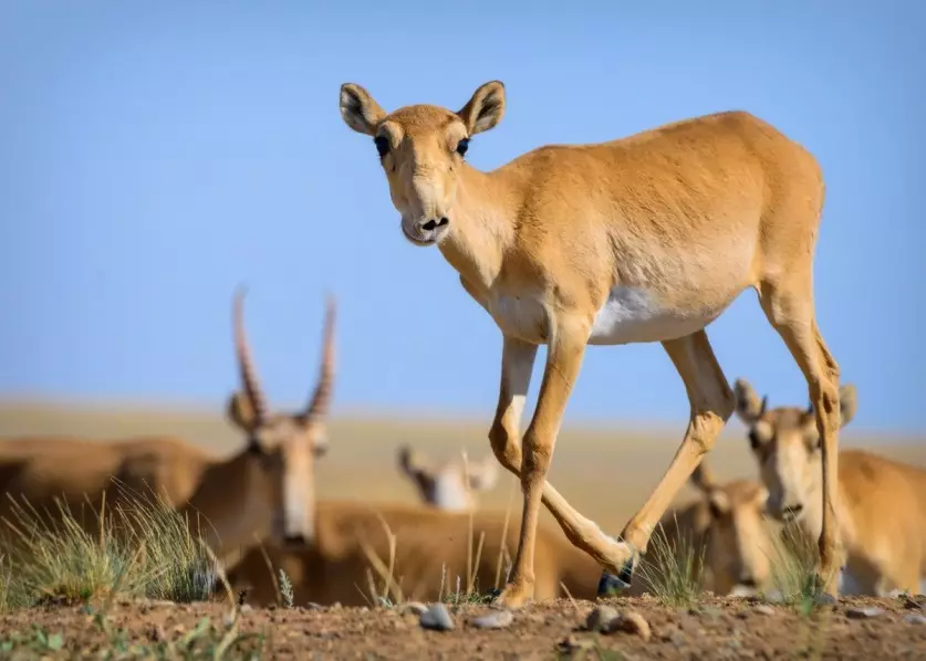 De wereld van het wild van Kalmykia! Reserve 