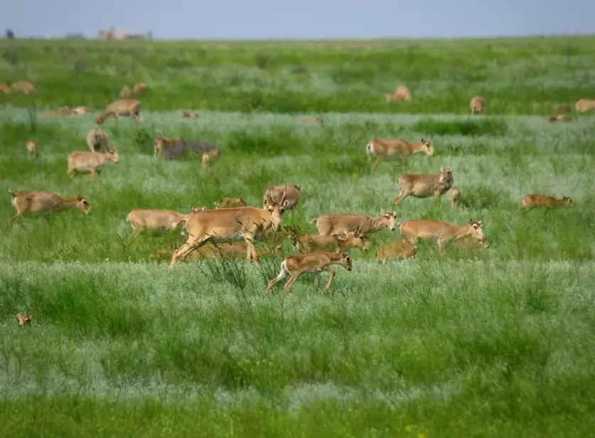 De wereld van het wild van Kalmykia! Reserve 