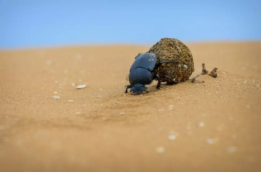 De wereld van het wild van Kalmykia! Reserve 