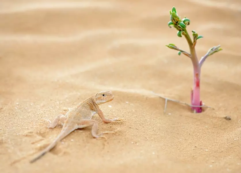 De wereld van het wild van Kalmykia! Reserve 