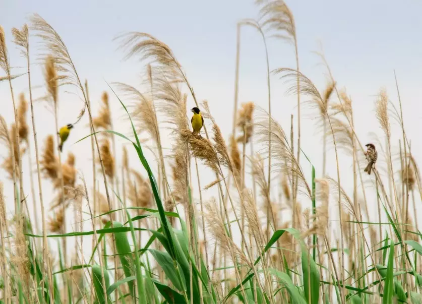 De wereld van het wild van Kalmykia! Reserve 