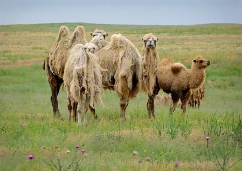 De wereld van het wild van Kalmykia! Reserve 