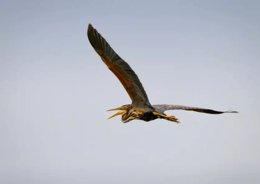 Die wêreld van wildlewe van Kalmykia! Reserve 